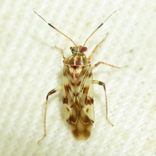 Neoborops vigilax · iNaturalist United Kingdom