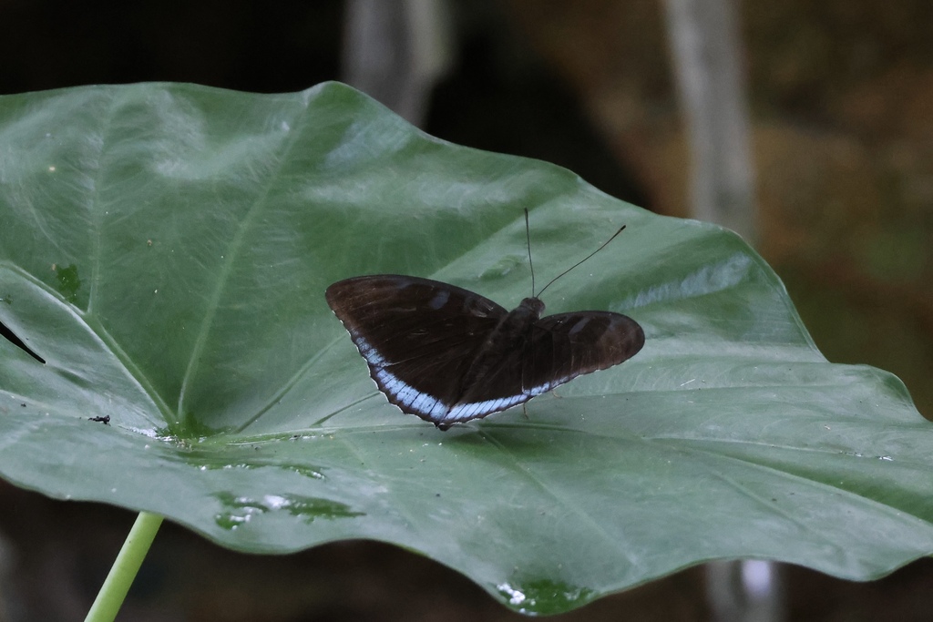 Green Skirt Baron from 香港汀角 on July 6, 2024 at 11:15 AM by Isaac Chow · iNaturalist