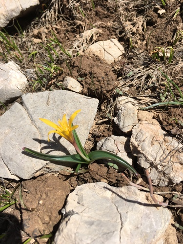 Colchicum luteum · iNaturalist