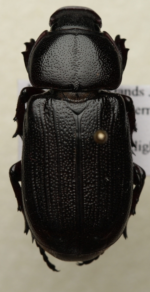 Cryptodus from Oaklands Junction on September 30, 2023 by Kurtise ...