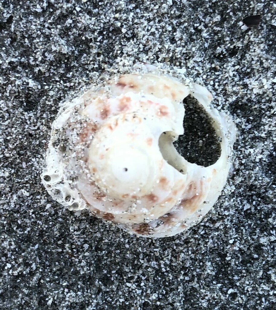 scaly small star from Kingston SE SA 5275, Australia on July 6, 2024 at ...