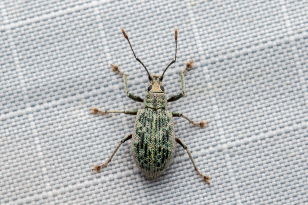 Oriental Broad-nosed Weevils from MCM Nature Discovery Villa (Stephen's ...