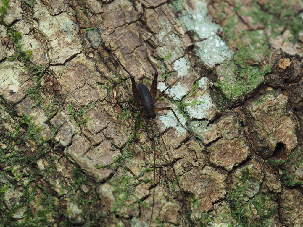 Miotopus diversus from Oropi 3173, New Zealand on July 5, 2024 at 09:00 ...