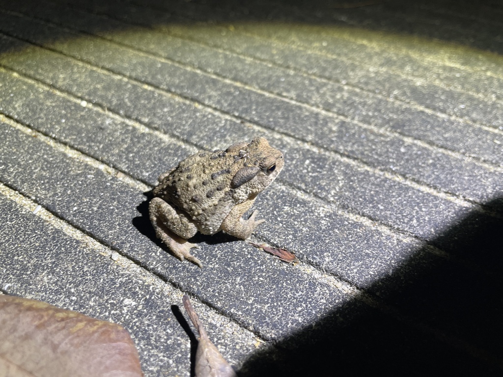Asiatic Toad from 如心小镇景区, 舟山市, 浙江省, CN on July 06, 2024 at 07:29 PM by ...