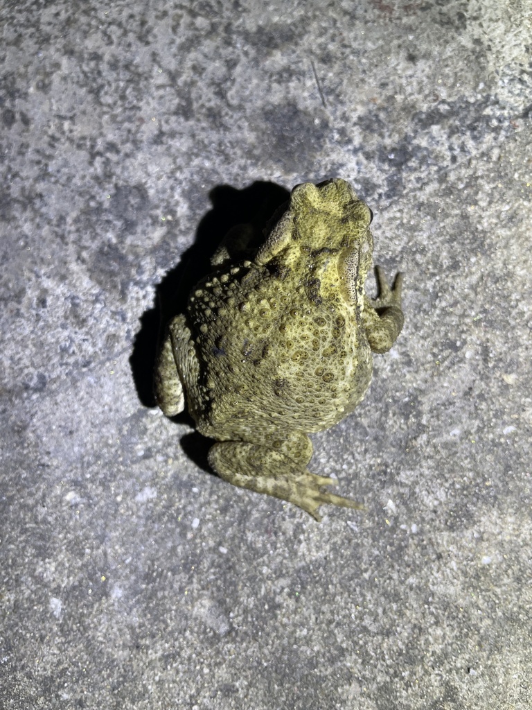 Asiatic Toad in July 2024 by Alex Pintsen JIN · iNaturalist