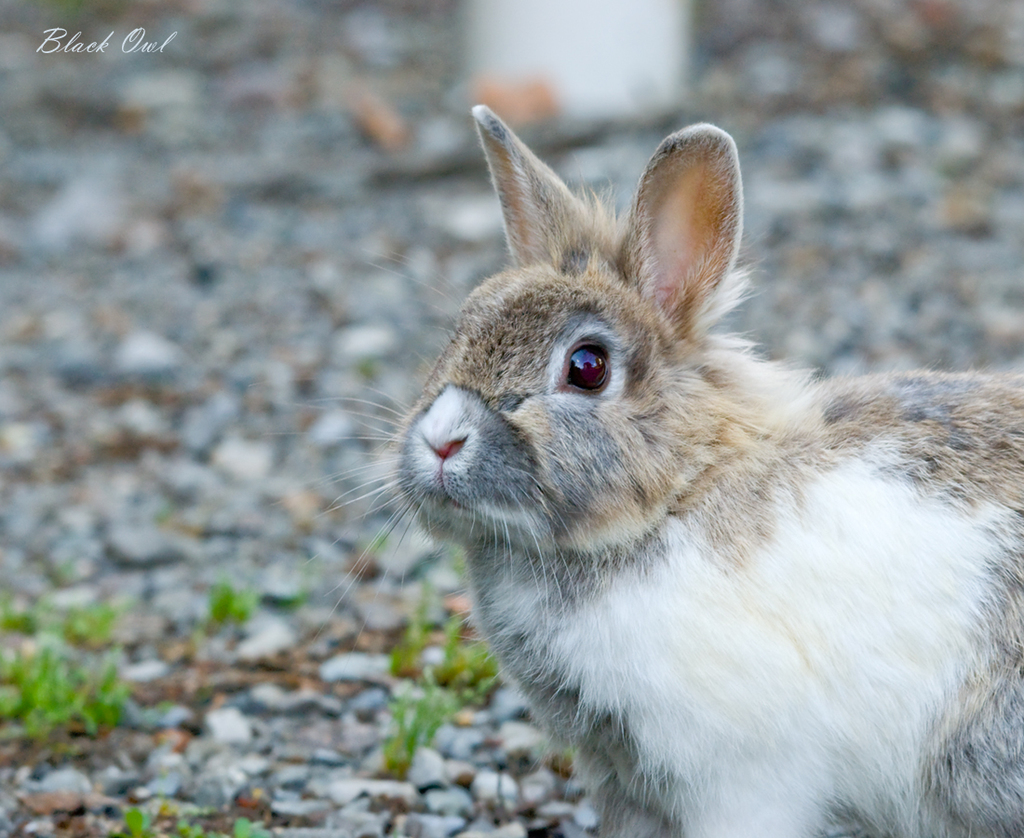 Domestic Rabbit from Modena, Emilia-Romagna, IT on June 17, 2016 by ...