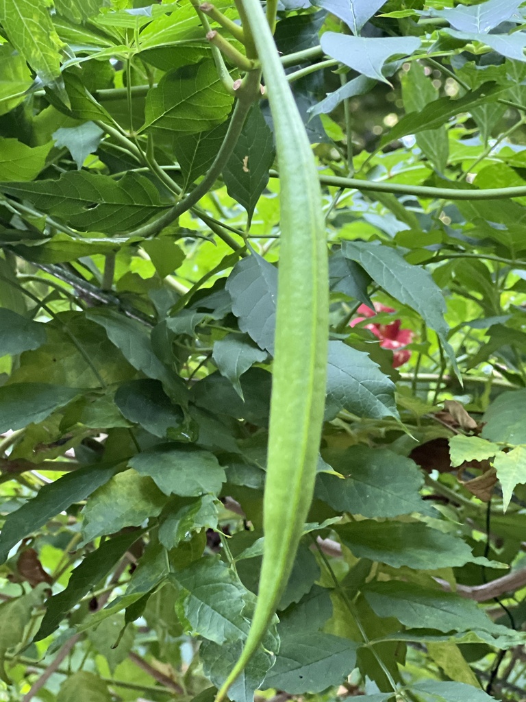 American trumpet vine from Natalie Dr, Raleigh, NC, US on July 6, 2024 ...