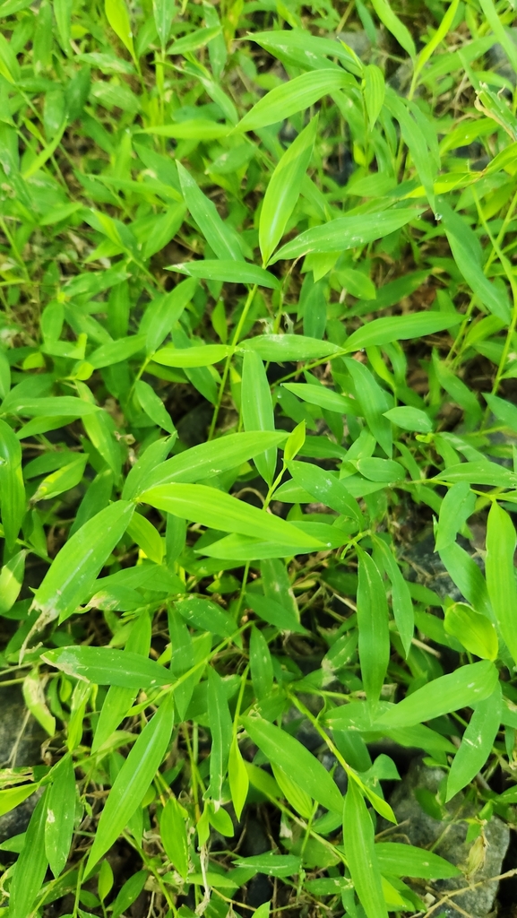 Japanese stiltgrass from Clarksville, MD 21029, USA on July 6, 2024 at ...