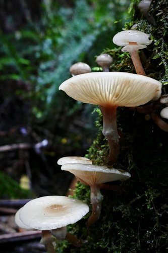 Armillaria novaezelandiae · iNaturalist