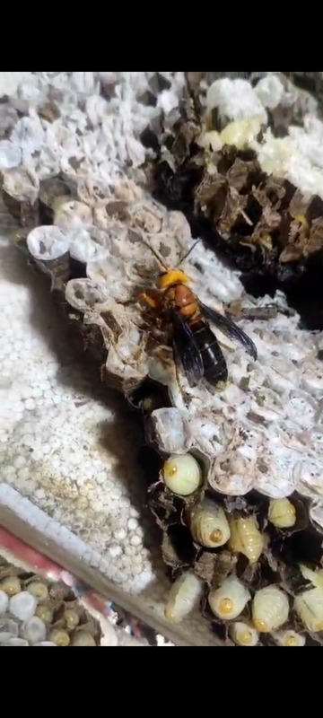 Asian Giant Hornet from Vientiane, Laos on July 6, 2024 at 07:30 PM by ...
