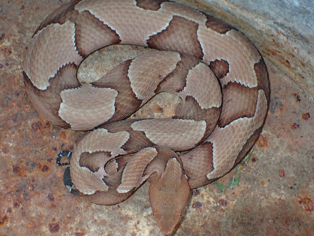 Eastern Copperhead in July 2024 by Caleb Wardlaw. 1 of 3 this week ...