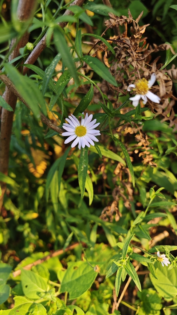 Aster indicus from Zhoushan, CN-ZJ, CN on July 6, 2024 at 06:03 PM by 李博恒 · iNaturalist