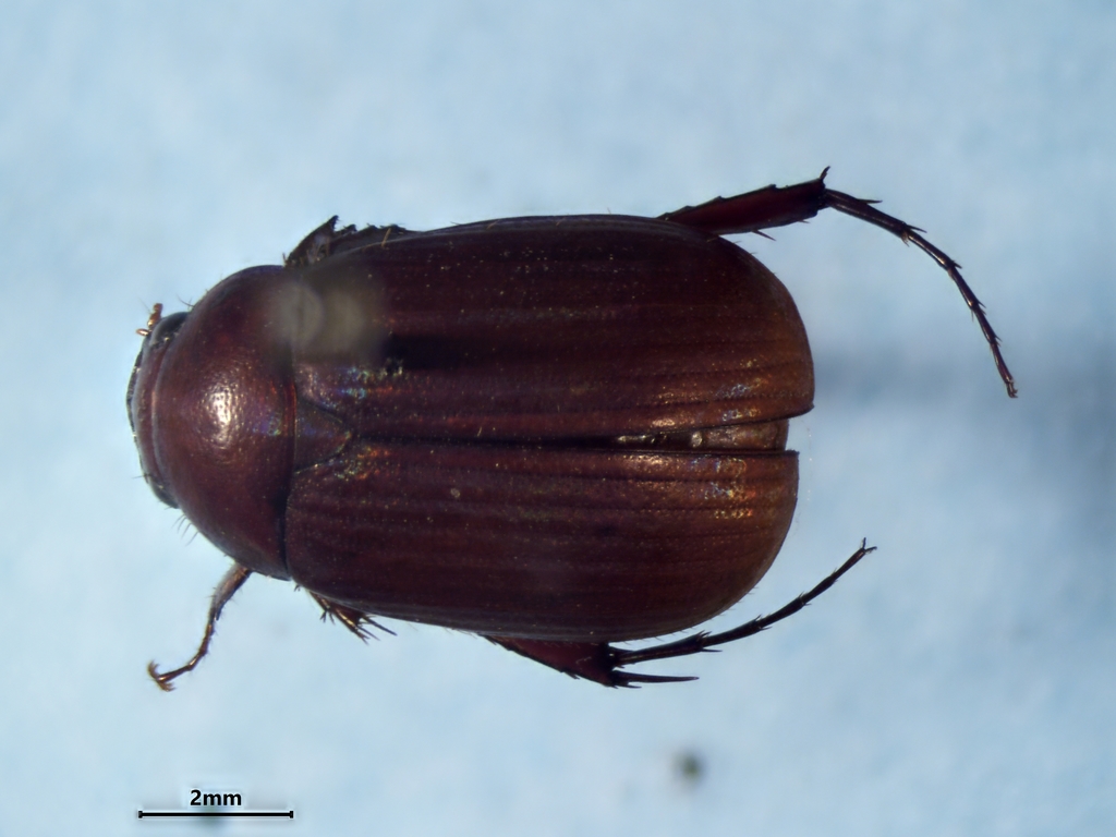 Asiatic Garden Beetle from Sherbrooke, QC, Canada on August 18, 2016 by ...