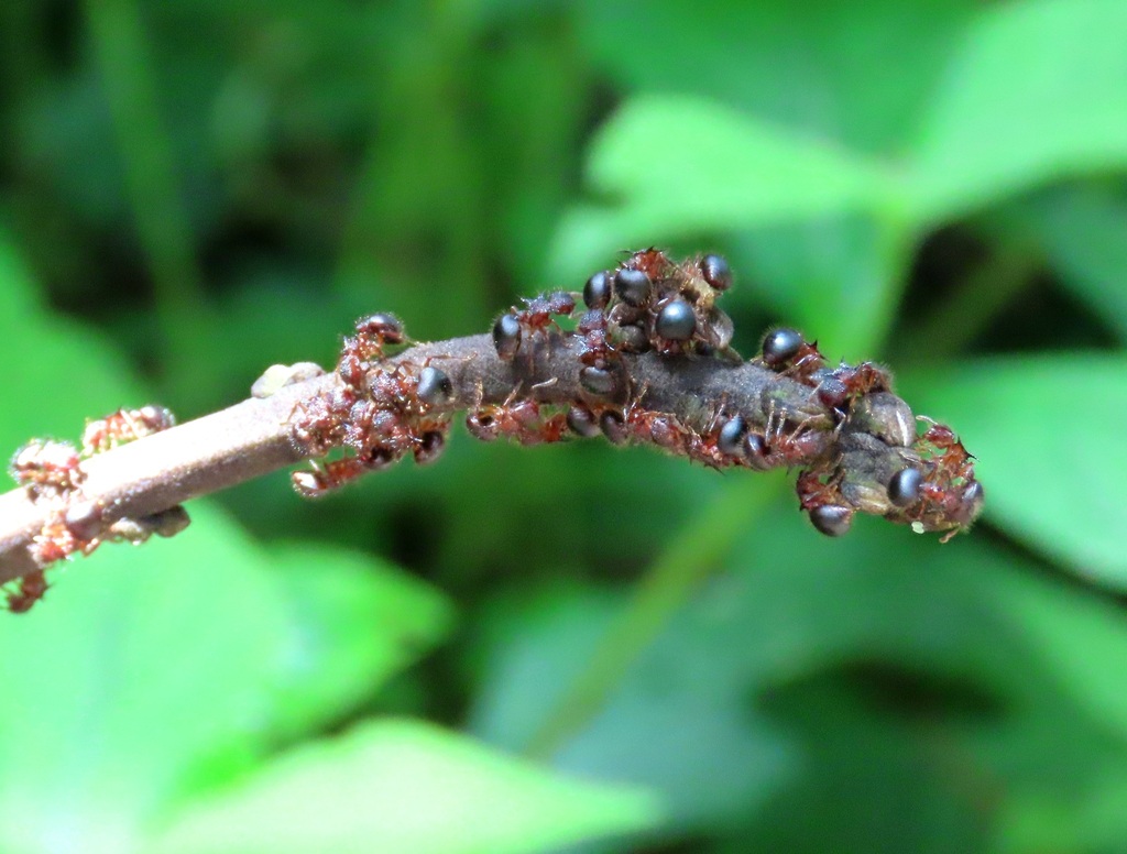 Shield Ants from Taman Eko Rimba Nuang, Nuang trailhead, B52, Kampung ...