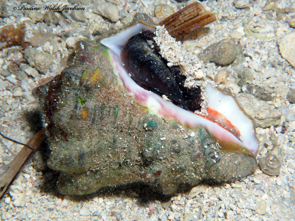 Caribbean Vase from Roatán, HN-IB, HN on July 28, 2022 at 06:27 PM by ...