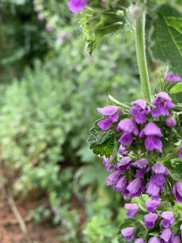 Black horehound from Isle Of Wight Area Of Outstanding Natural Beauty ...