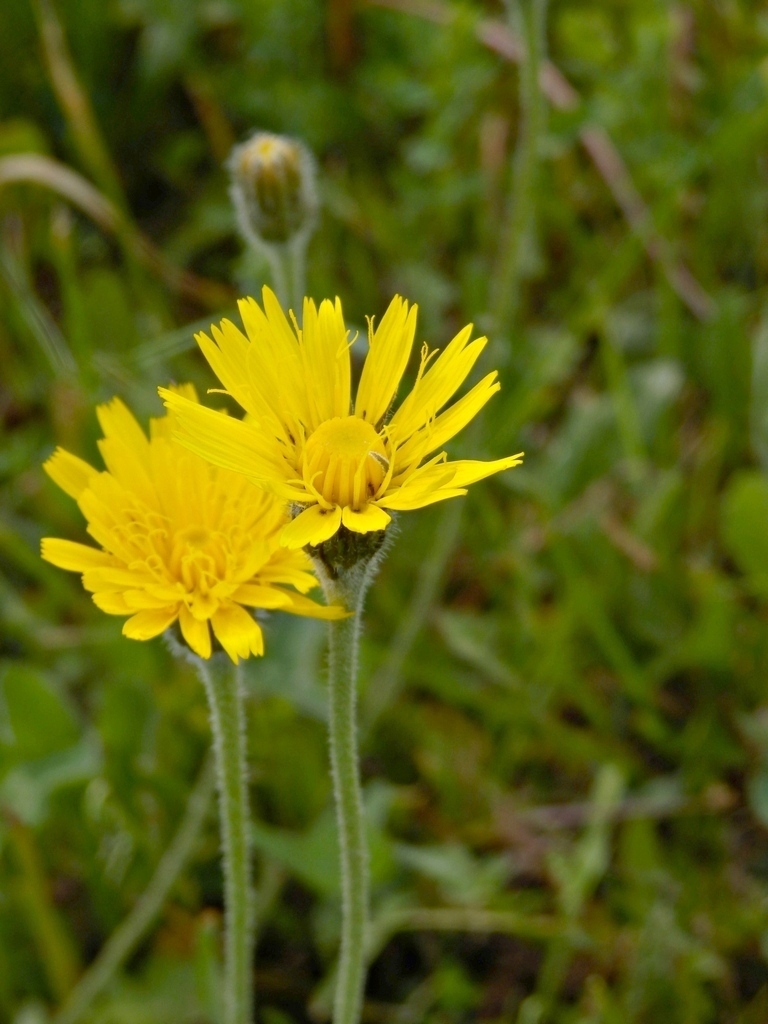 hawkbit (Asteraceae (Aster) of the Pacific Northwest) · iNaturalist