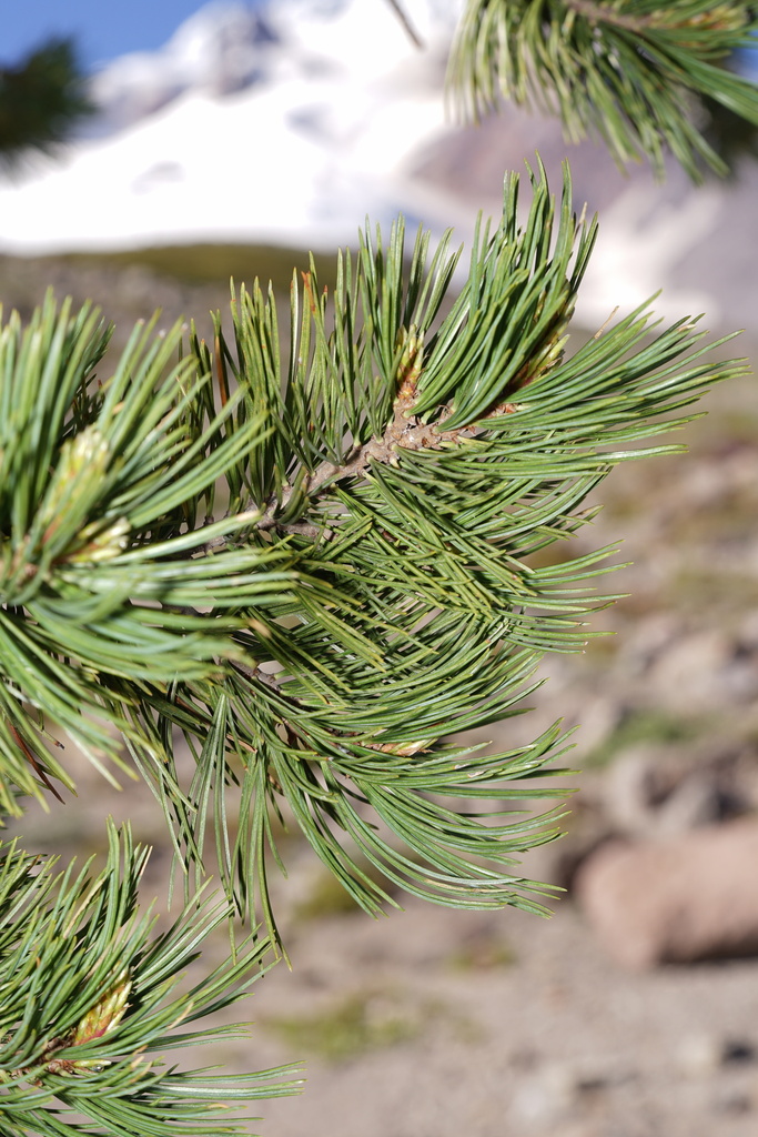 Whitebark Pine from Mt. Hood Park Division Recreation Area, Government ...