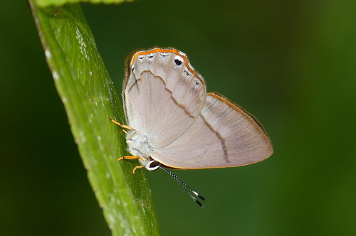 Mariposa opaca (Euselasia eucrates) · iNaturalist Mexico