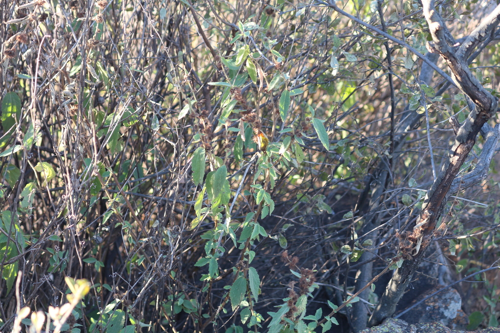 Hairy Bur from Carletonville, 2499, South Africa on July 6, 2024 at 04: ...