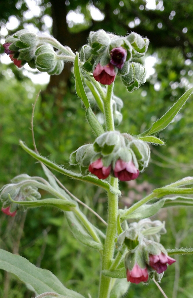Houndstongue (Noxious Weeds of Colorado) · iNaturalist