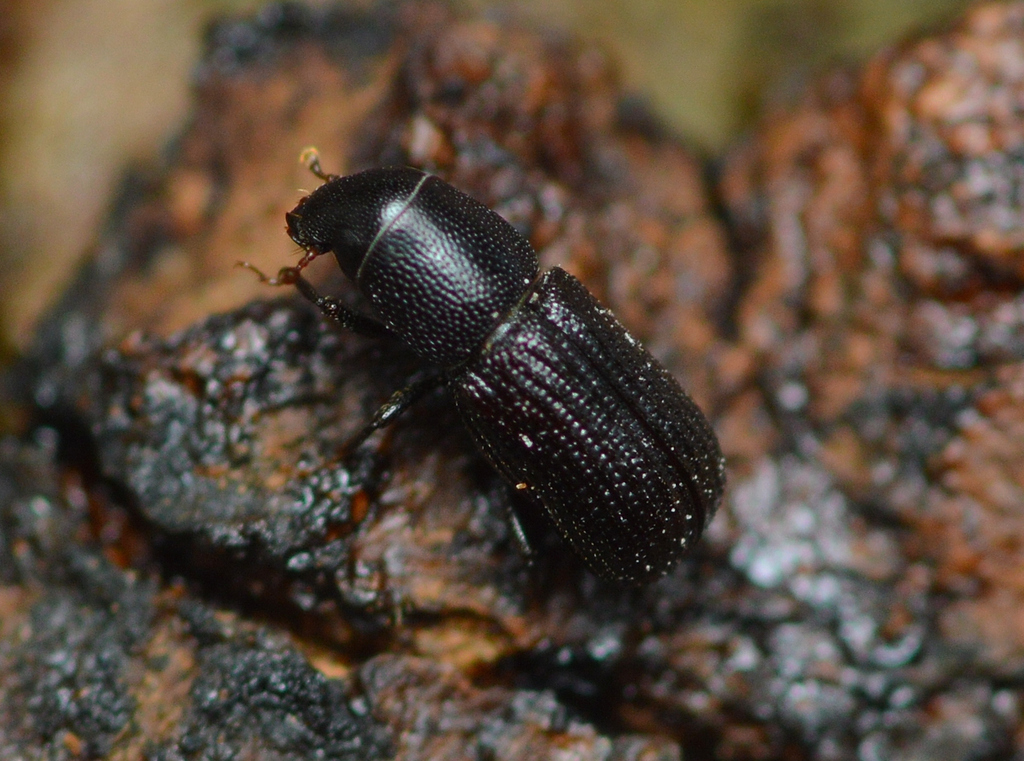 Stenoscelis brevis from Rural Hall, NC, USA on May 26, 2024 at 03:40 PM ...