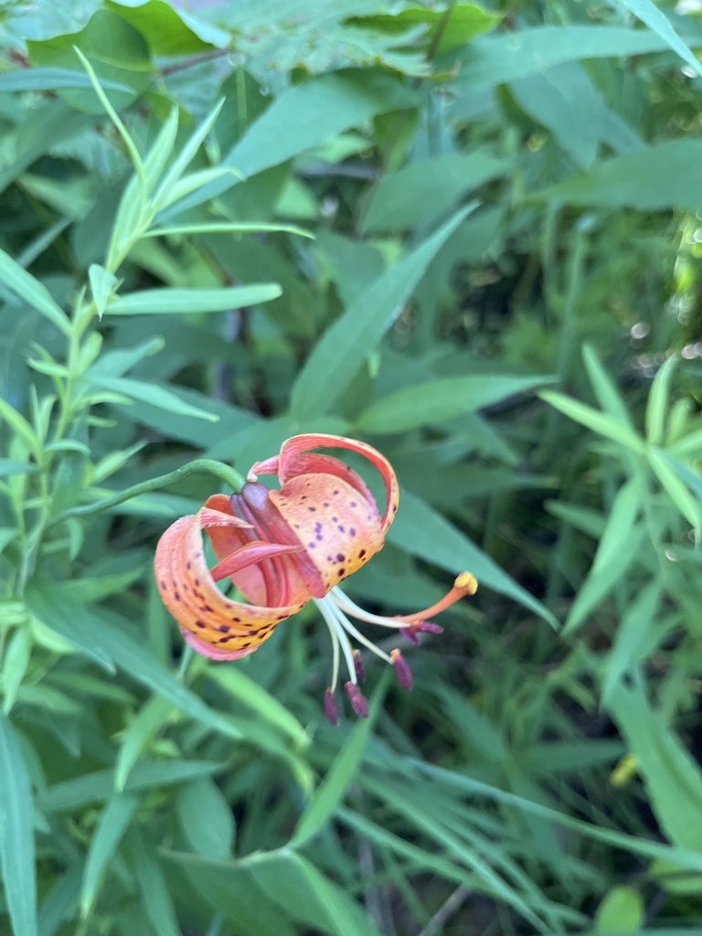 Michigan lily from Lake Forest, IL, US on June 30, 2024 at 09:49 AM by ...