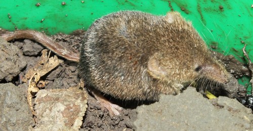 North American Least Shrew (Wildlife of El Paso County and Pikes Peak ...