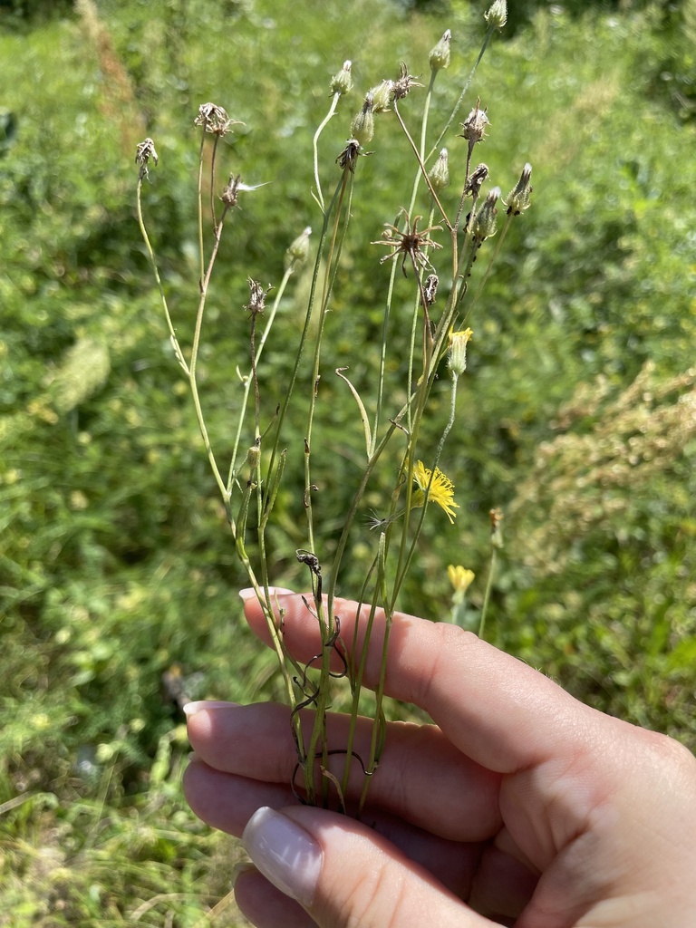 narrow-leaved hawksbeard from 46Н-11248, Серпуховский район, Московская ...