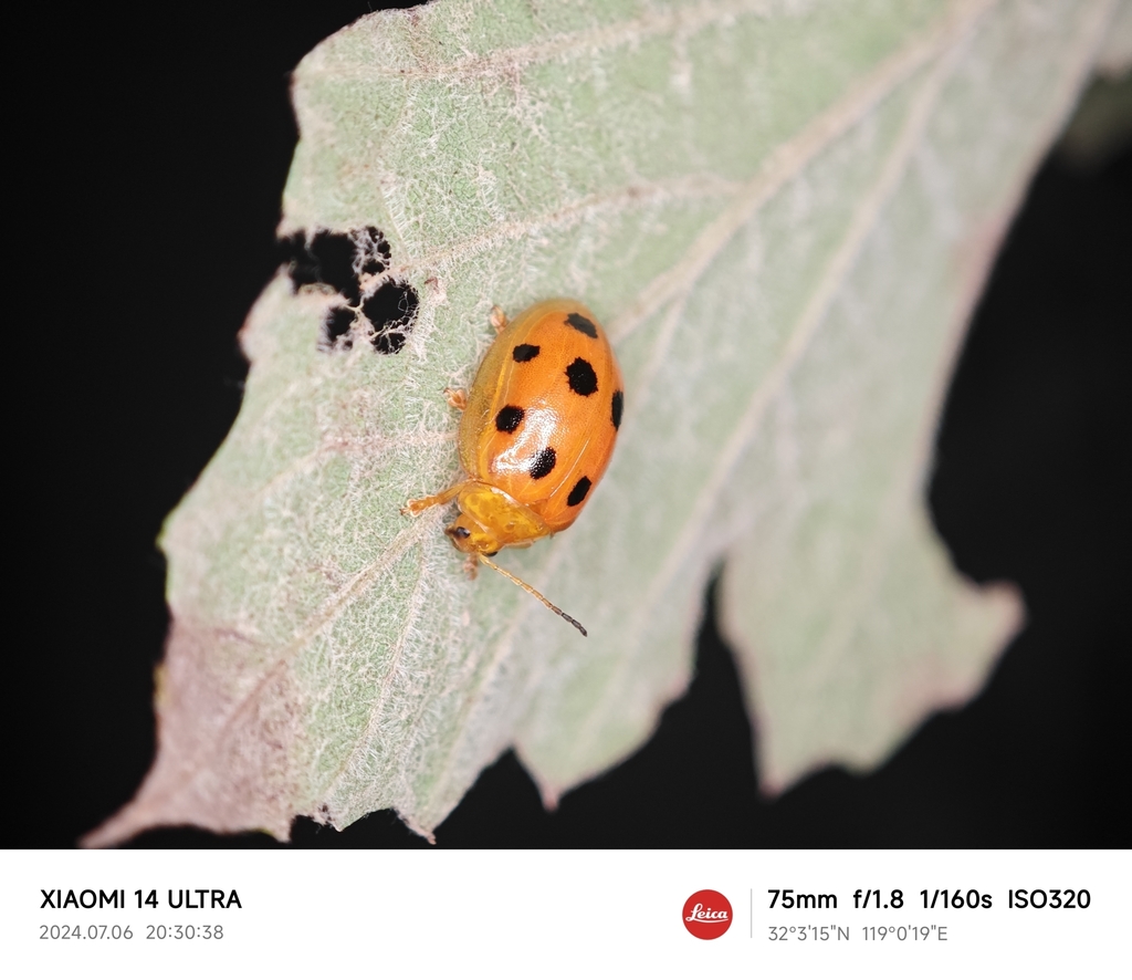 Oides decempunctata from Nanjing, CN-JS, CN on July 6, 2024 at 08:30 PM ...