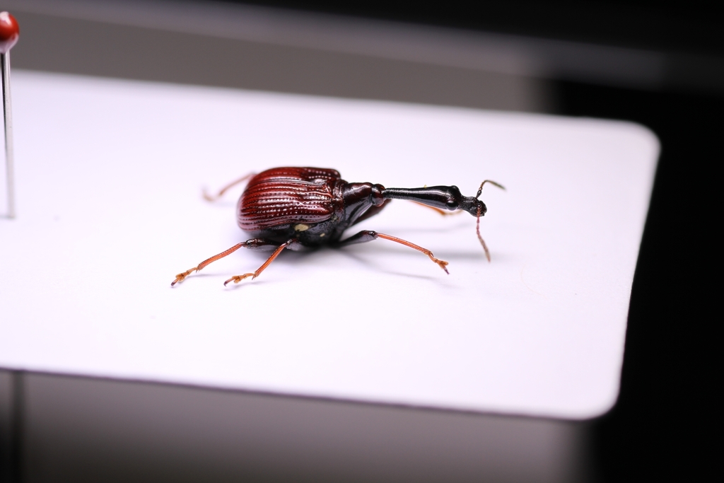 Paracycnotrachelus chinensis from 黑龙江省鹤岗市兴山区北山公园 on July 1, 2024 at 02: ...
