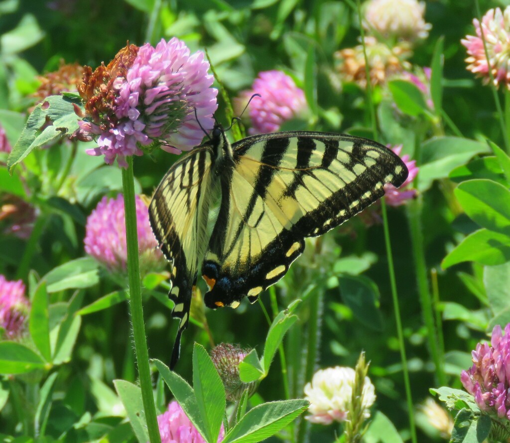 Tiger Swallowtails and Allies from Chittenden County, VT, USA on June ...