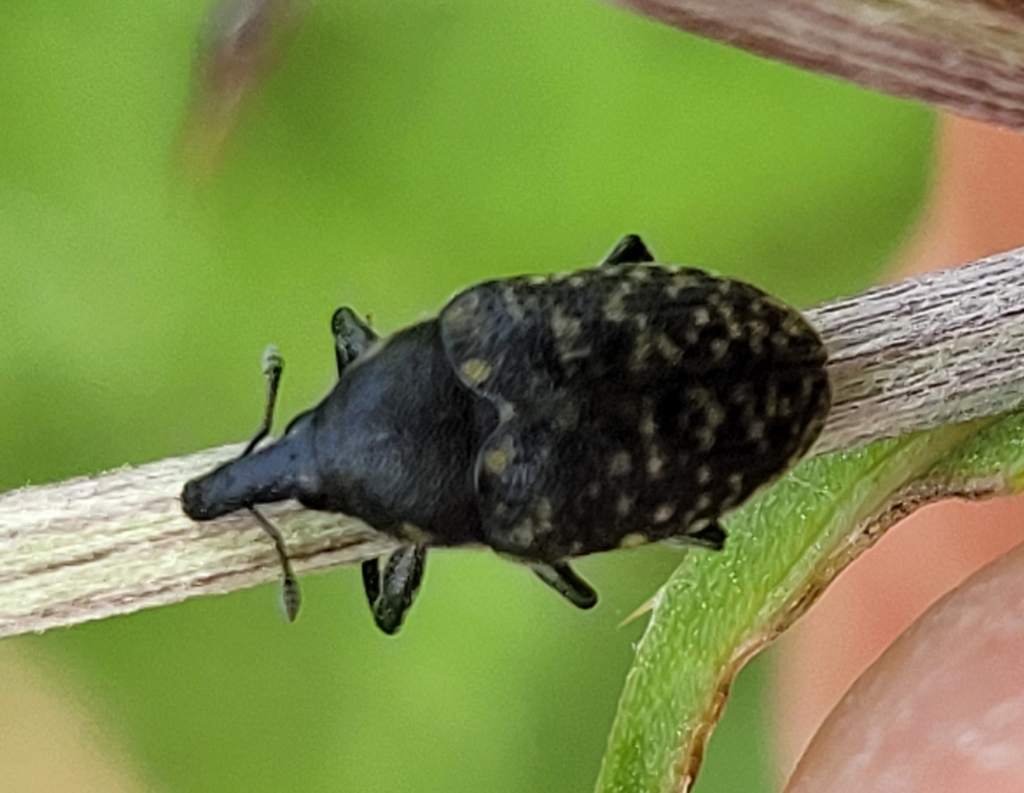 Turbine Cylindrical Weevil from 2980 Kokkedal, Danmark on July 6, 2024 ...