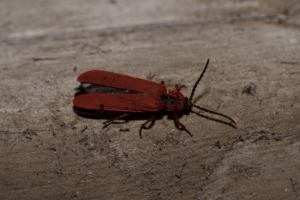 Red Net-winged Beetle from Mt. Hood Meadows, Mount Hood Parkdale, OR ...