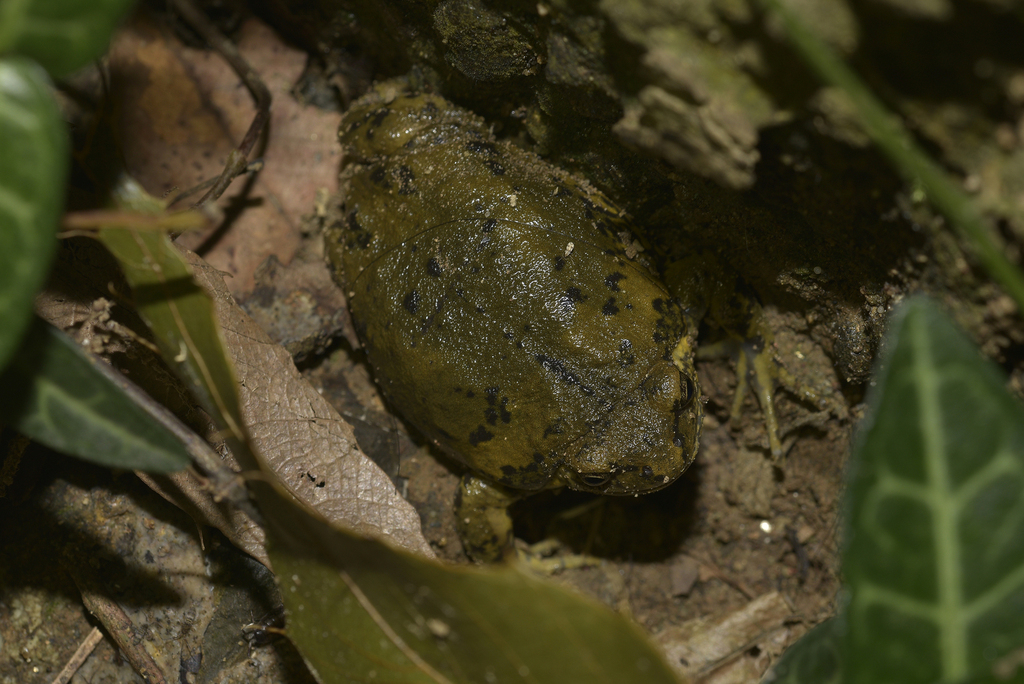 Boreal Digging Frog from 中国江苏省南京市玄武区 on July 6, 2024 at 10:12 PM by 龙栩川 ...