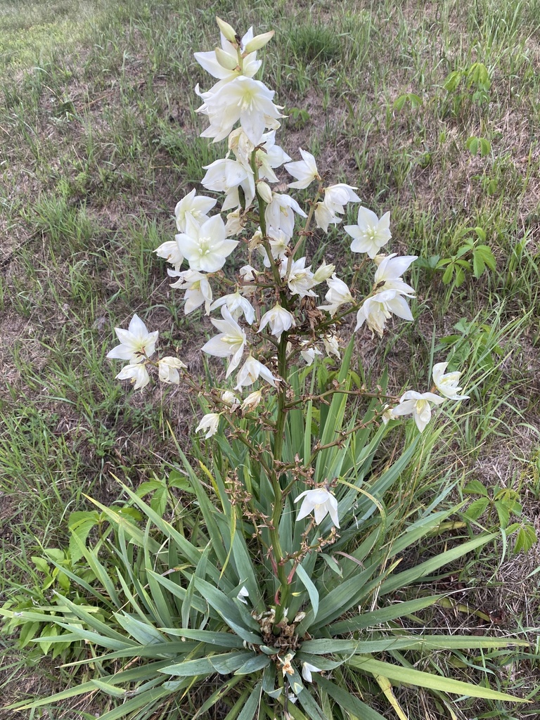 Weak-leaf Yucca from Lake Wazeecha, Wisconsin Rapids, WI, US on July 21 ...