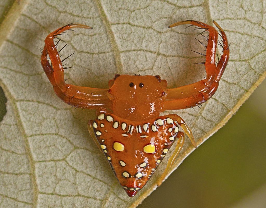 Common Triangular Spider from 103 Deception Bay Rd, Deception Bay QLD ...