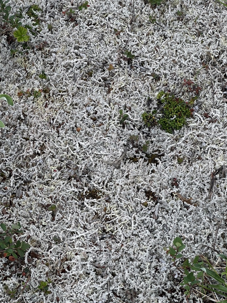 Curled snow lichen from Healy, AK, US on July 4, 2024 at 09:16 AM by ...