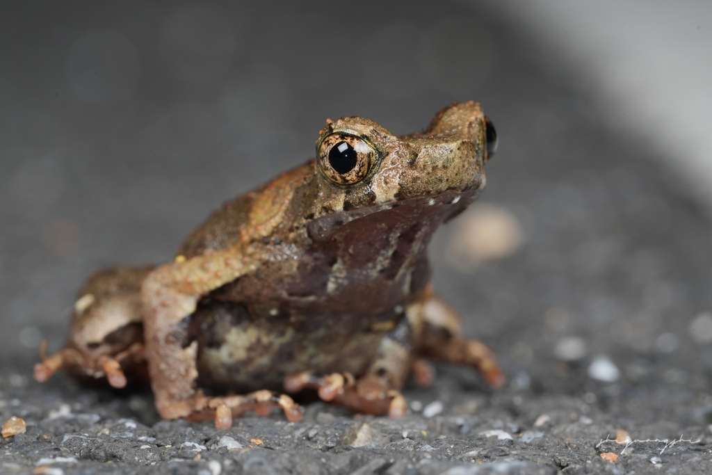 Pale-shouldered Horned Toad from 浙江省衢州市开化县中村乡源头里历史文化村落景区 on July 06 ...