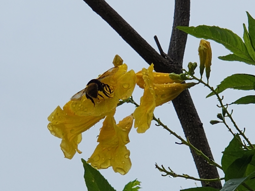 Eulaema polychroma from Bosques del Rey, Guadalupe, N.L., México on ...