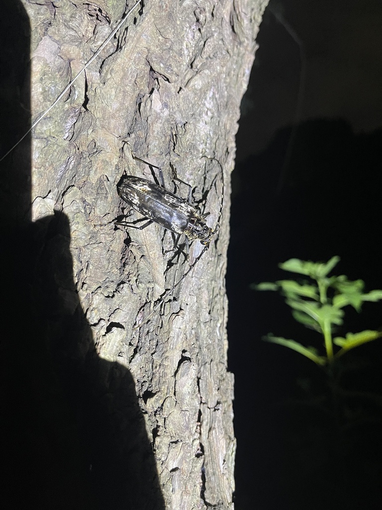 Trirachys orientalis from 上海浦江郊野公园, 上海市, CN on July 6, 2024 at 09:26 PM ...