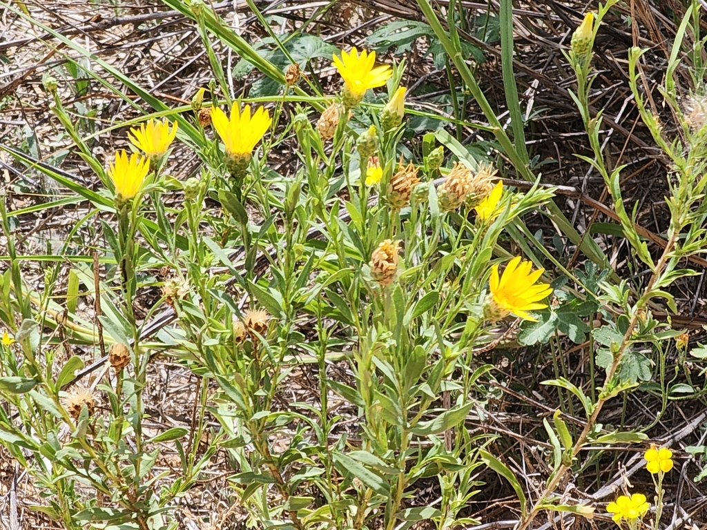 Sleepy Daisy from 26665 Coah., México on June 30, 2024 at 12:10 PM by ...