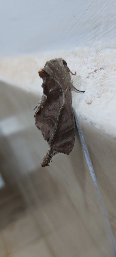 Crinodes from El Callao 8056, Bolívar, Venezuela on May 4, 2022 at 05: ...