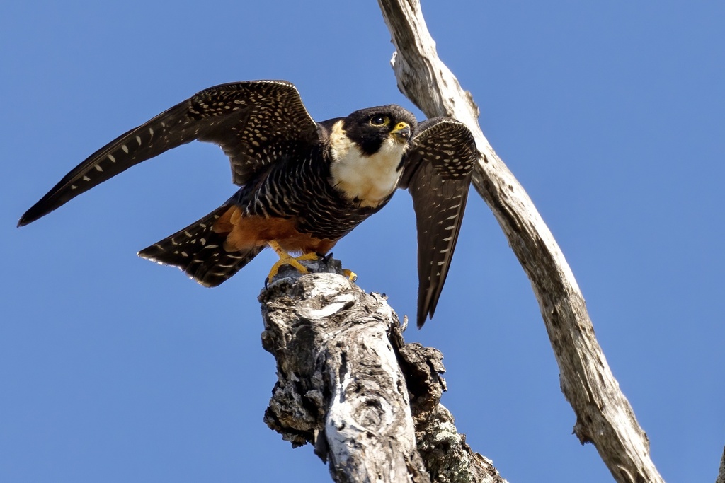 Bat Falcon from Cattail Lake Trail, San Juan, TX, US on February 15 ...