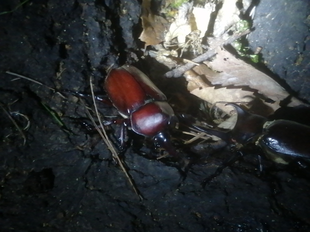 Trypoxylus dichotomus septentrionalis in July 2024 by oikawayosinobori ...