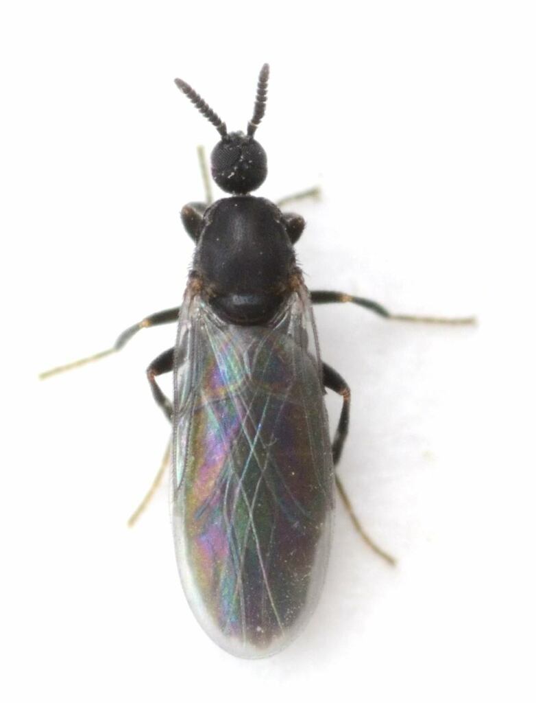 Coboldia fuscipes from Lane County, OR, USA on July 05, 2024 at 12:38 ...