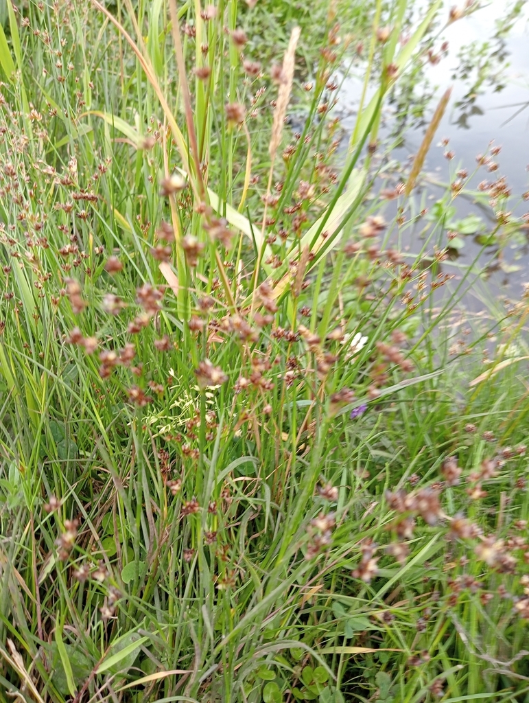 Jointed rush from York YO24, UK on July 6, 2024 at 07:06 PM by ...