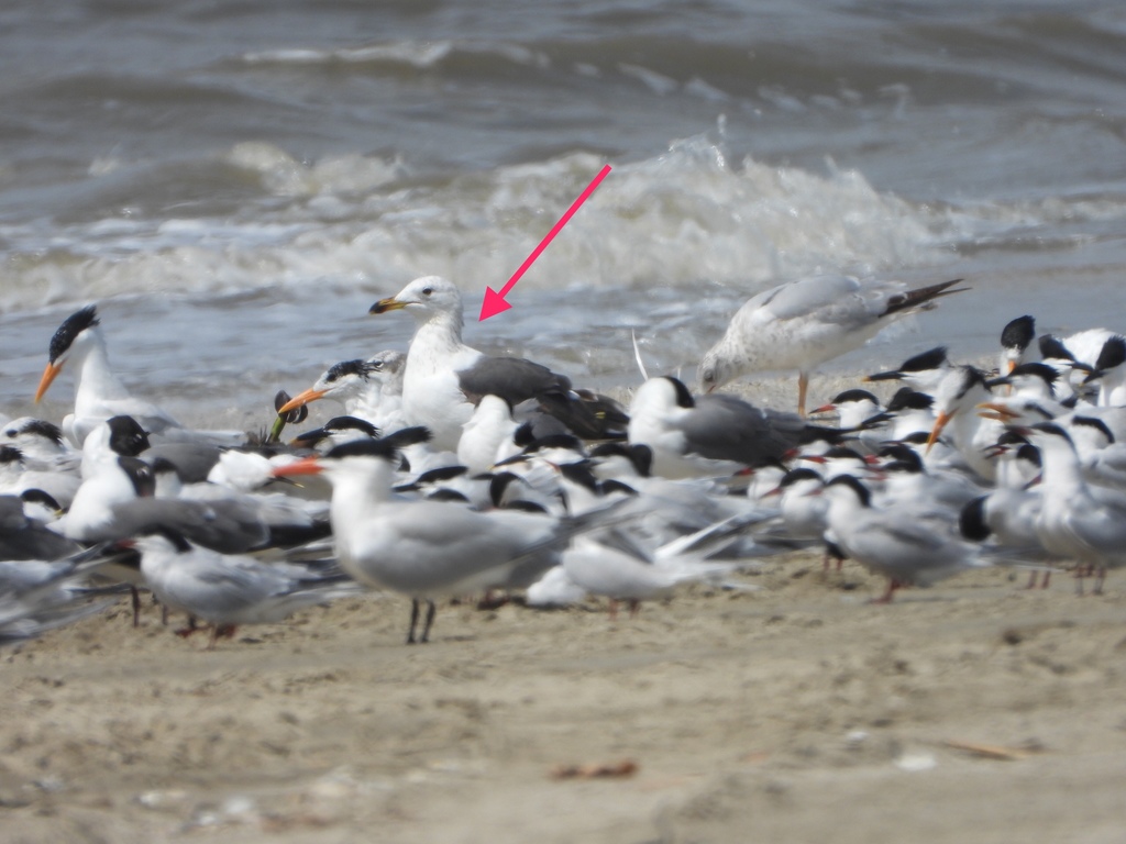 Lesser Black-backed Gull from 3071–3255 Gulf Beach Hwy, Cameron, LA, US ...