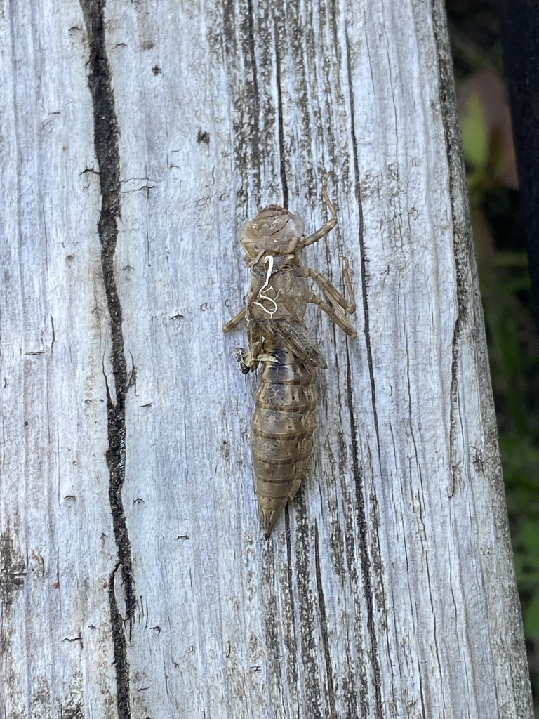 Hawkers and Typical Darners from McKenzie Trails Red Deer Alberta ...