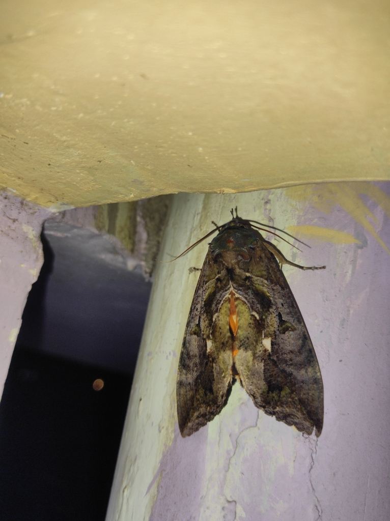 Common Fruit-piercing Moth in July 2024 by Samarth Jain · iNaturalist